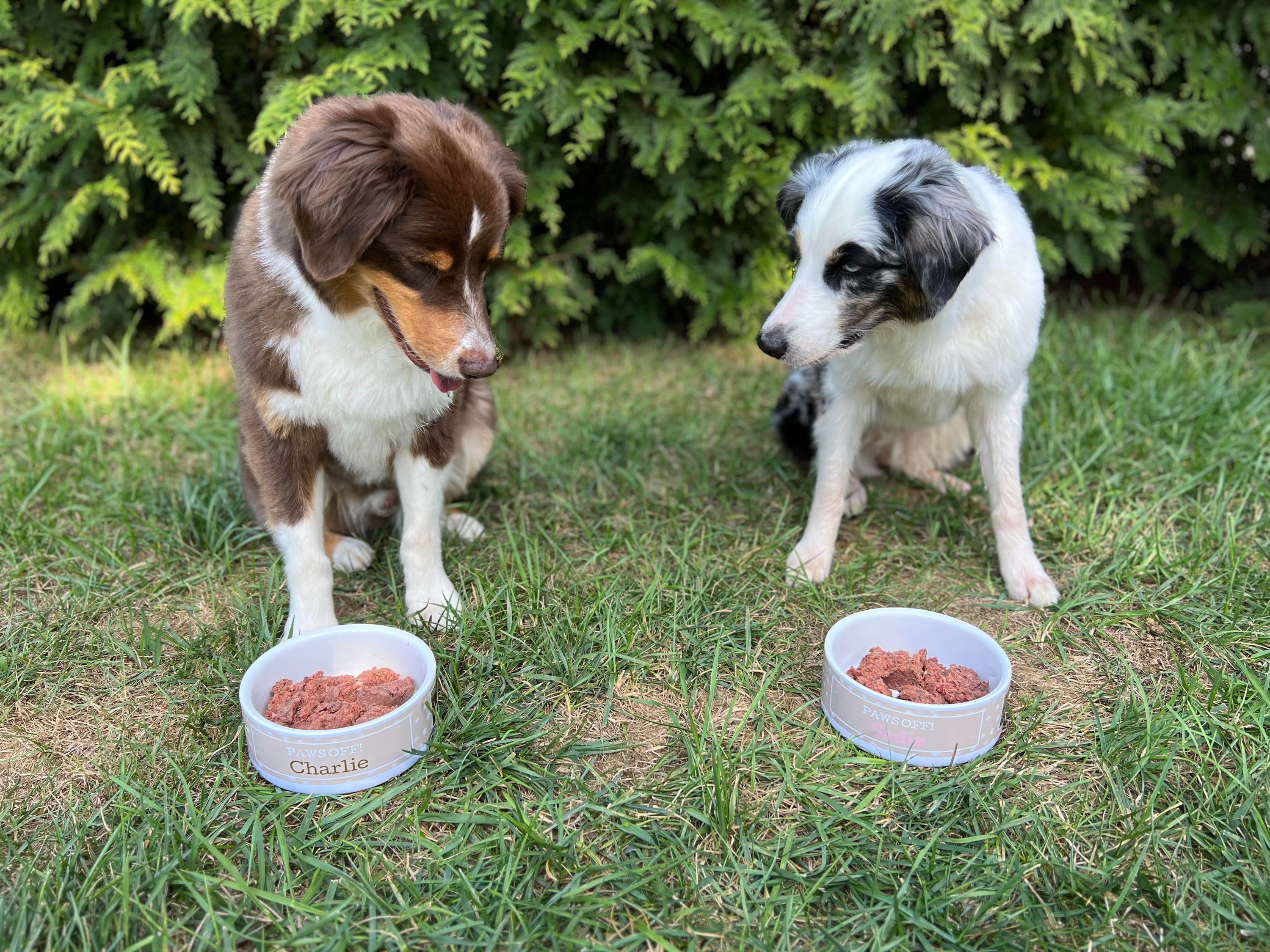 Raw Dog Food Complete, Where Raw is Affordable